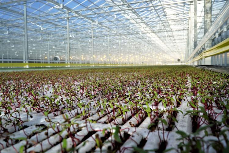 BrightFarms begins distribution of salad greens to area grocery stores ...