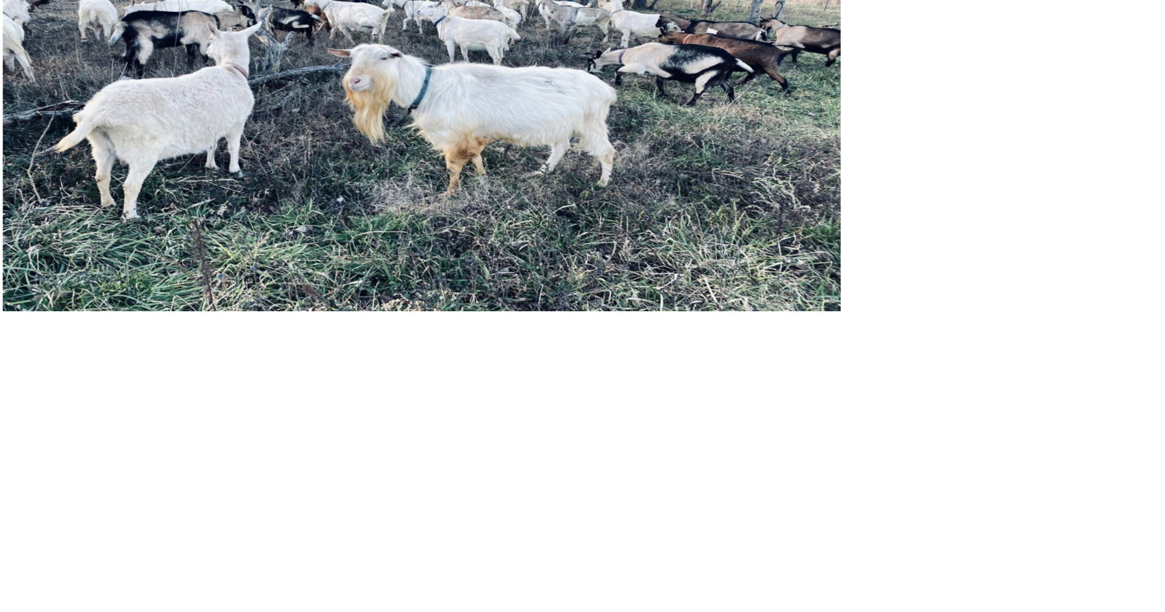 Blue Goat Dairy.png | | biltmorebeacon.com