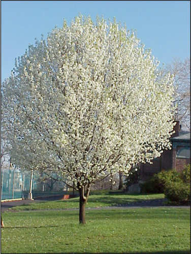 Statewide bounty on Bradford Pears: Exchange invasive pest for free ...