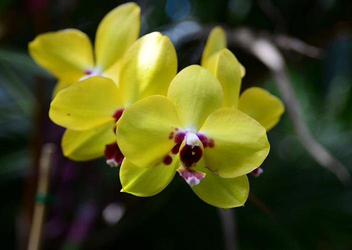 An Orchid Expedition: Be dazzled by the Asheville Orchid Festival April ...