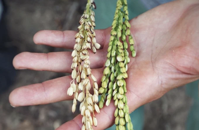 Cooking sweet local rice | Food | biltmorebeacon.com
