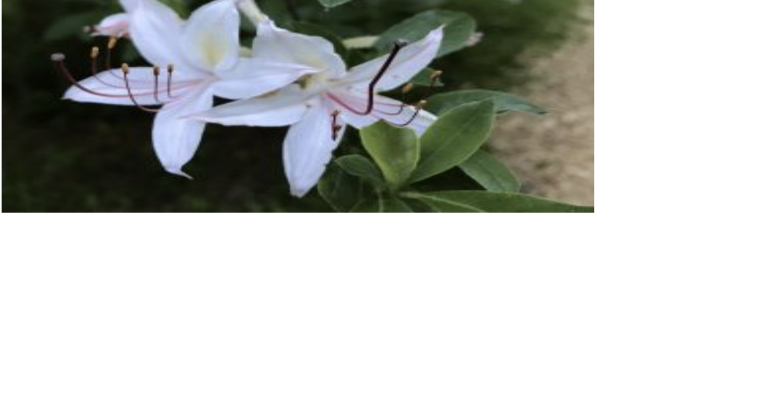 Spring into Nature at Native Azalea Day | Outdoor | biltmorebeacon.com