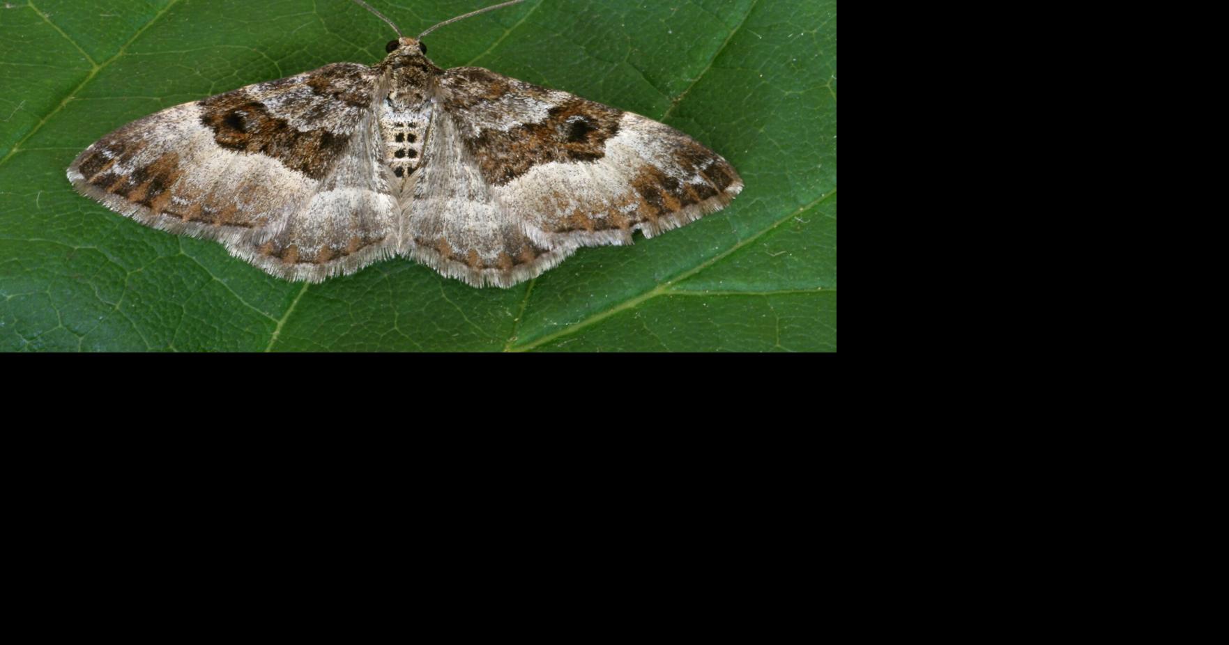 Explore the night during NC Moth Week | Outdoor | biltmorebeacon.com