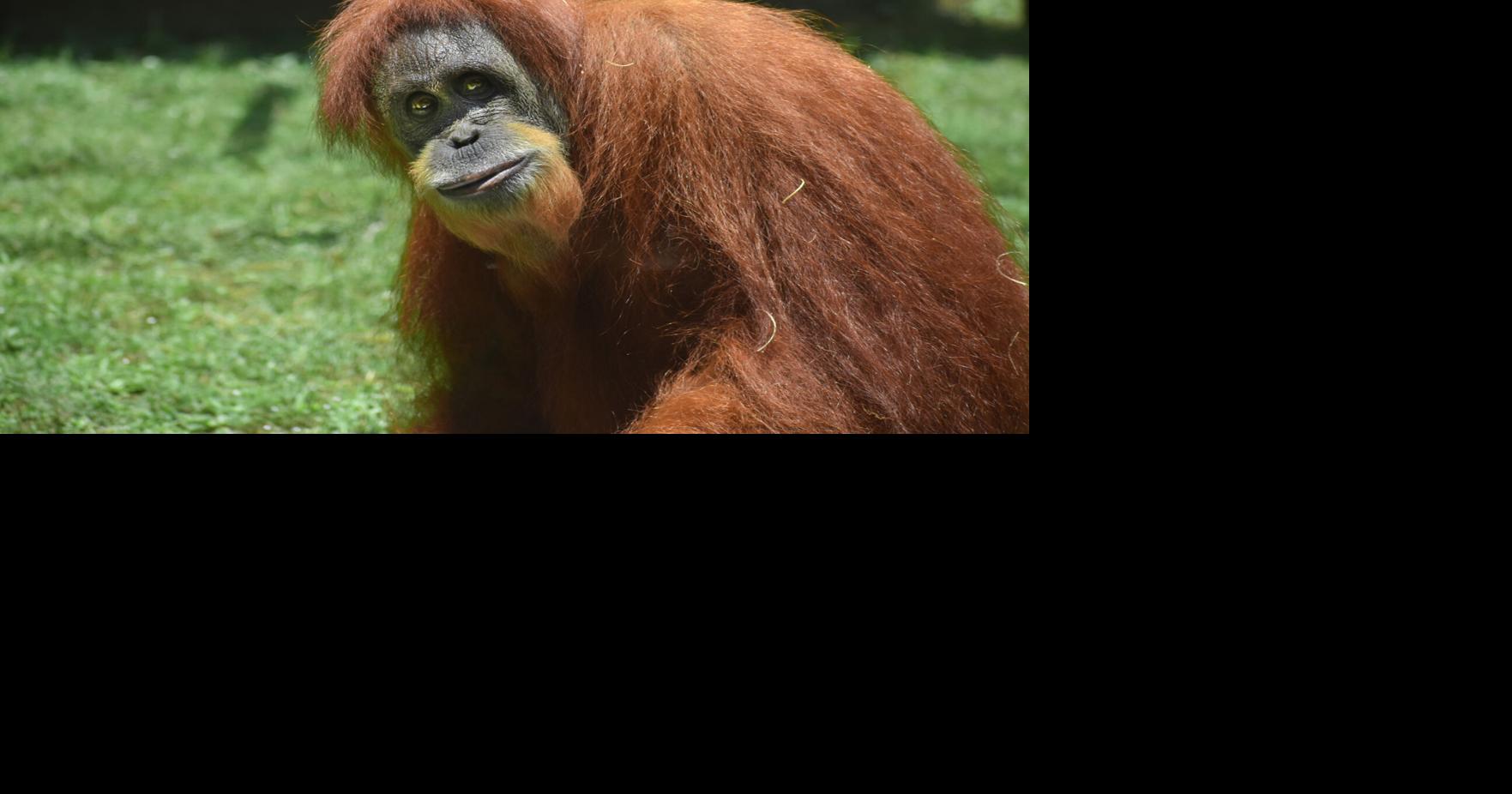 Let’s Discover Some Exotic Wild Animals | Community | biltmorebeacon.com