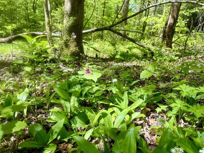 Invasive plant removal crew celebrates one year of Pisgah efforts ...