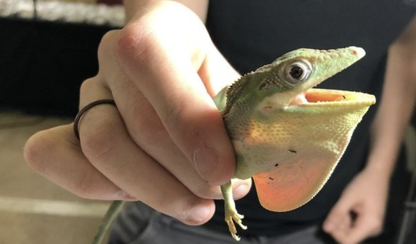 Be amazed by the colorful, exotic reptiles at Repticon | Outdoor ...