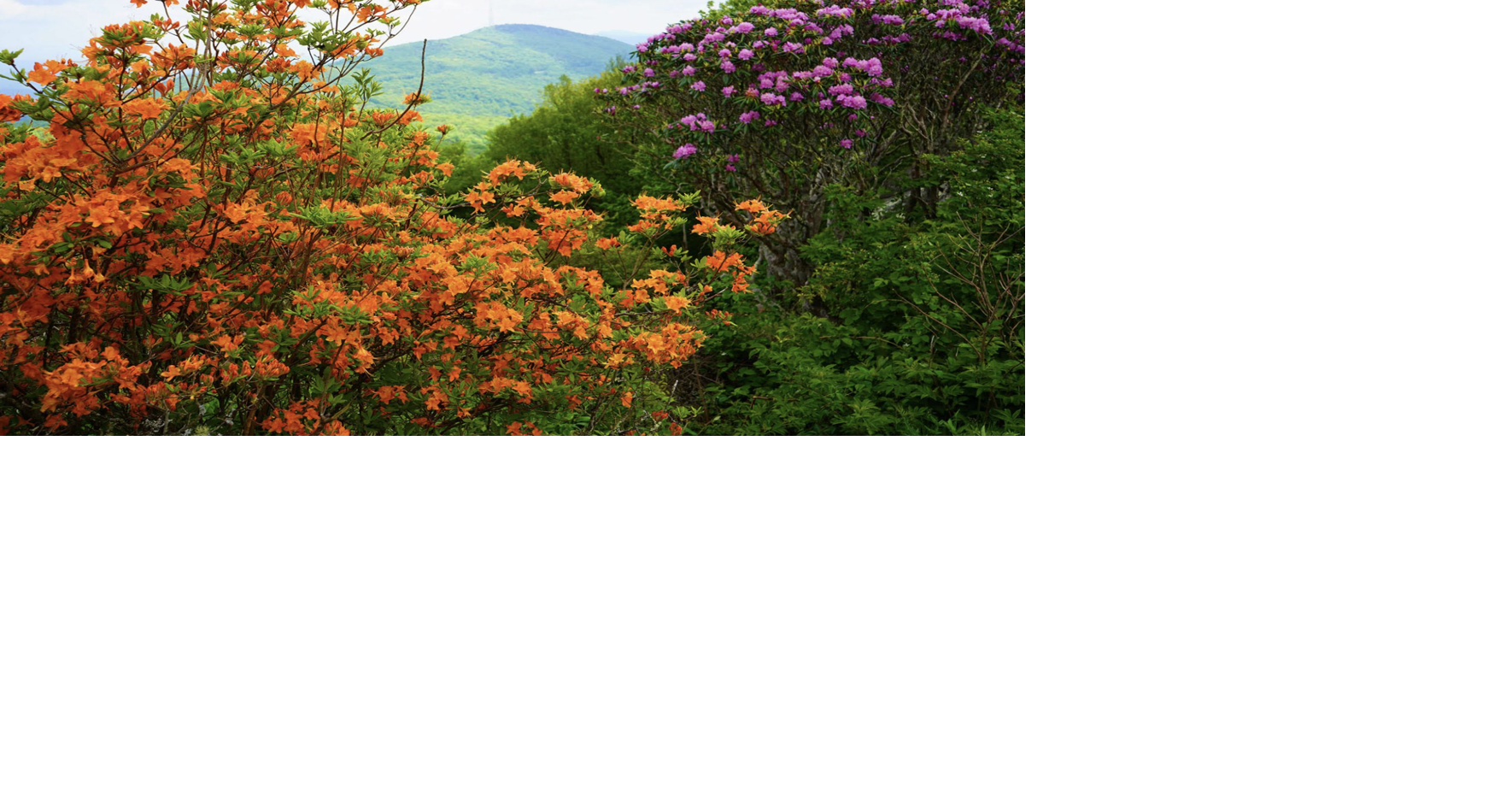 Ramble through the rhodadendron at Grandfather Mountain | Outdoor ...