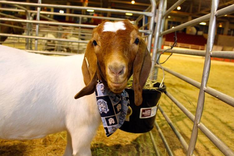 Mountain State Fair kicks off Sept. 9 | Arts | biltmorebeacon.com