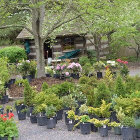 Quality Plants Offered at Annual Garden Club Plant Sale | Culture ...