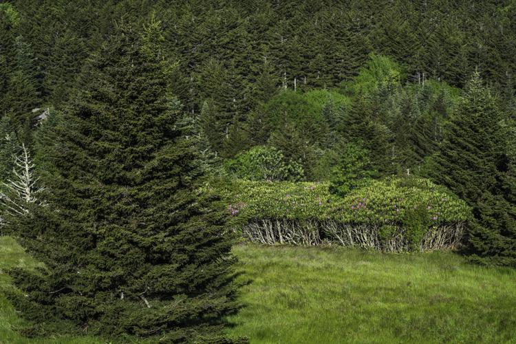 Saving nature's original Christmas trees: the highland spruce-fir ...