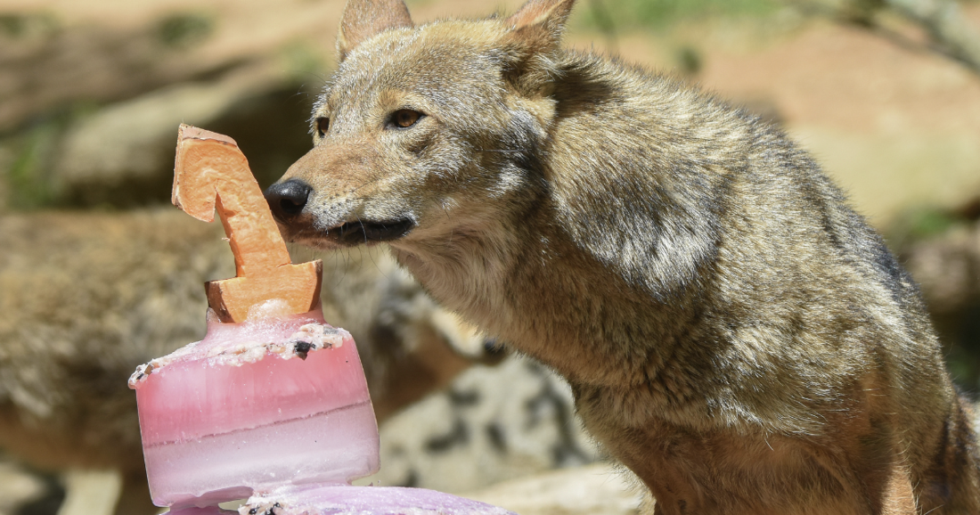Happy birthday to the one-year-old red wolf pups at WNC Nature Center ...