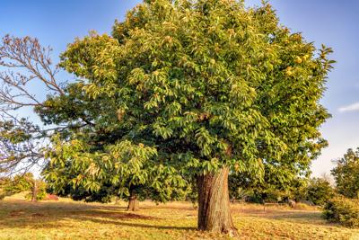Learn about plans to bring back the great tree at American Chestnut Day ...