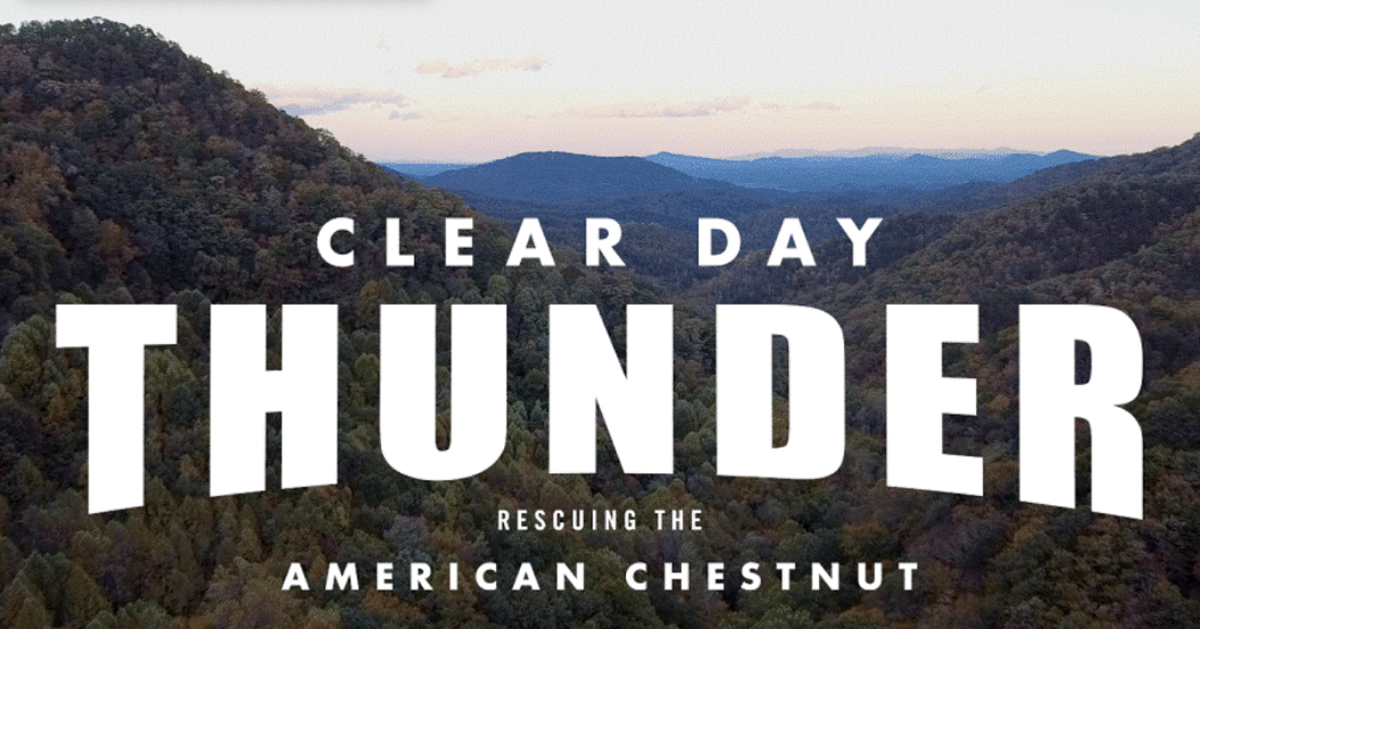 Film screening to spotlight efforts to restore the American Chestnut ...