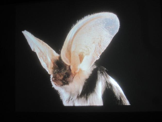 Asheville Goes Batty for Bat Week | Living | biltmorebeacon.com