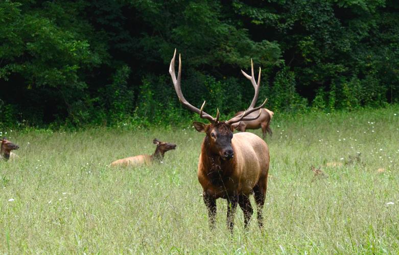 Dedicated Smokies volunteer force protects elk and people | Outdoor ...