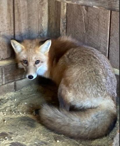 Red Foxes Return to Nature Center in Time for Holiday | Arts ...
