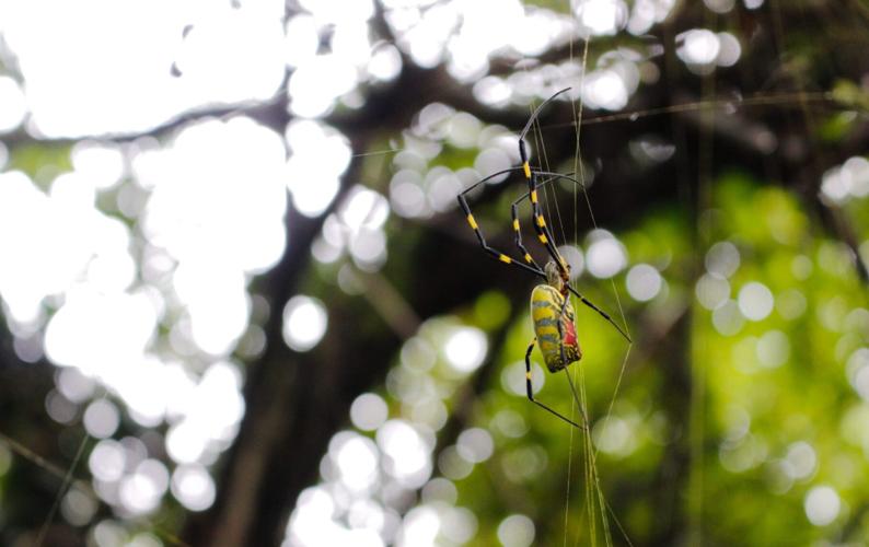 Exotic Joro Spider Discovered in the Smokies | Outdoor | biltmorebeacon.com