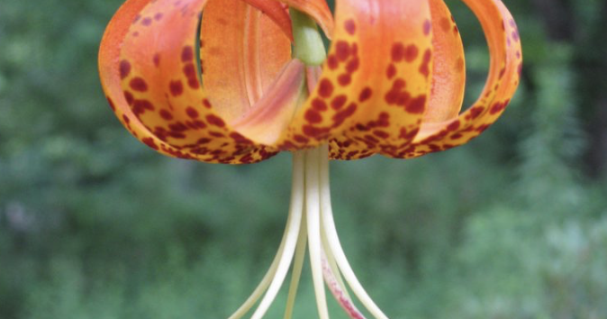 Go on a guided spring flower walk at Asheville Botanical Garden ...