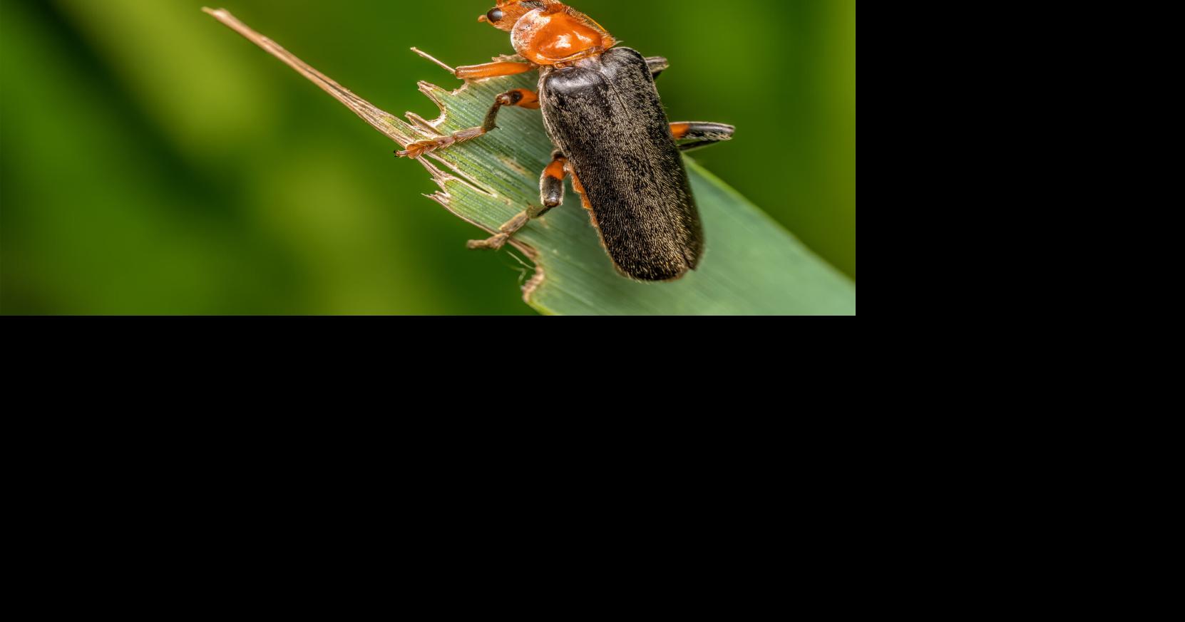 Dig into insect life underground at The World Beneath Us | Outdoor ...