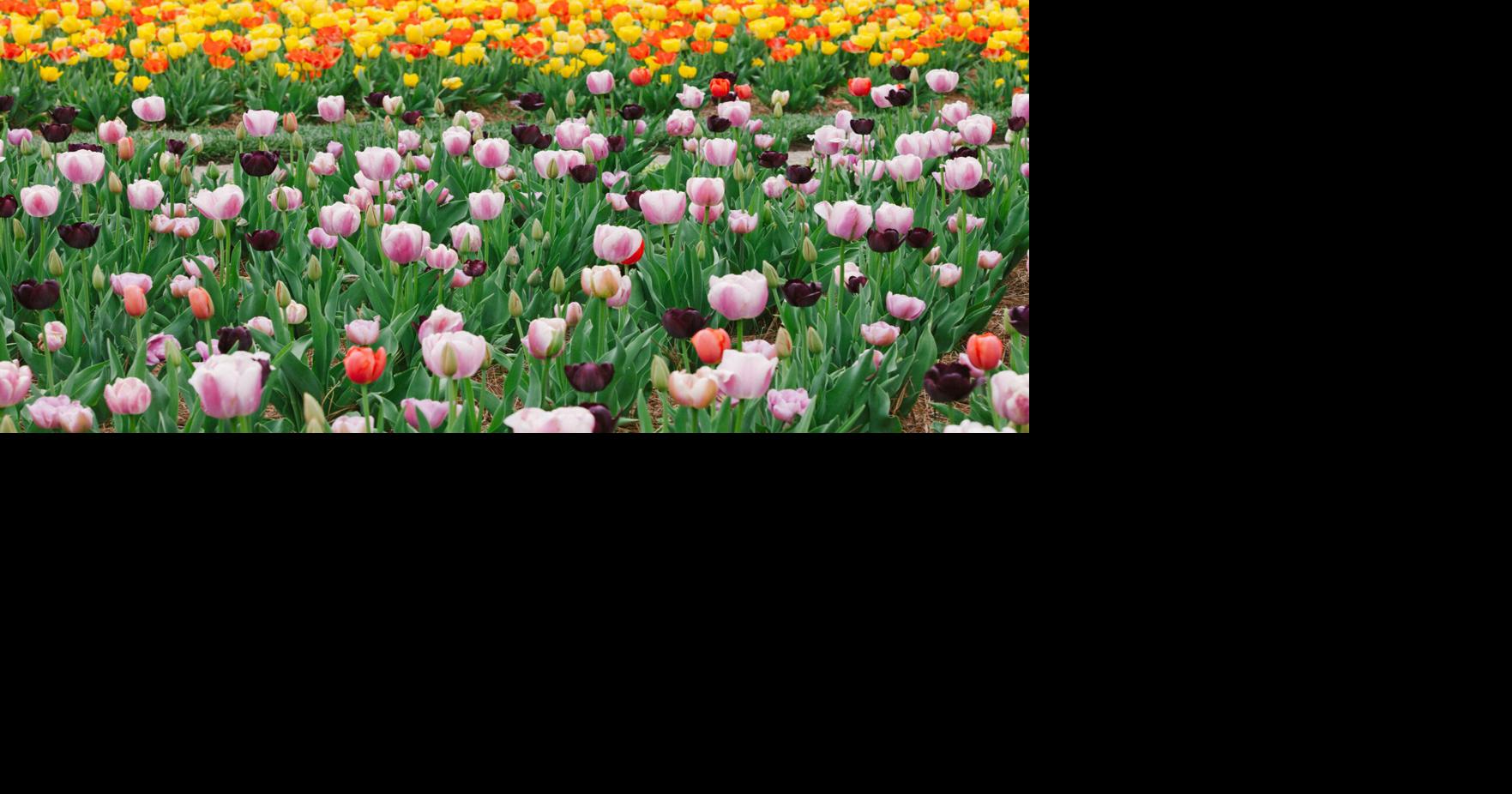 Springtime Blooms Have Arrived at Biltmore | Arts | biltmorebeacon.com