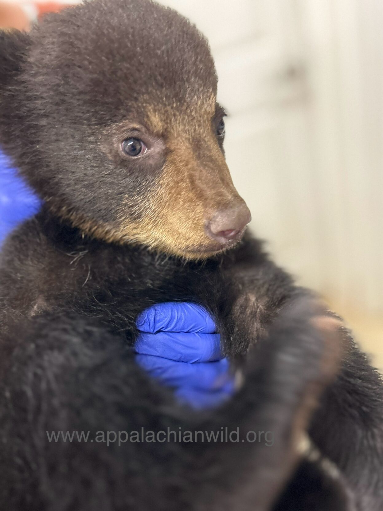 Orphaned bear cub from viral video learning to survive on its own ...