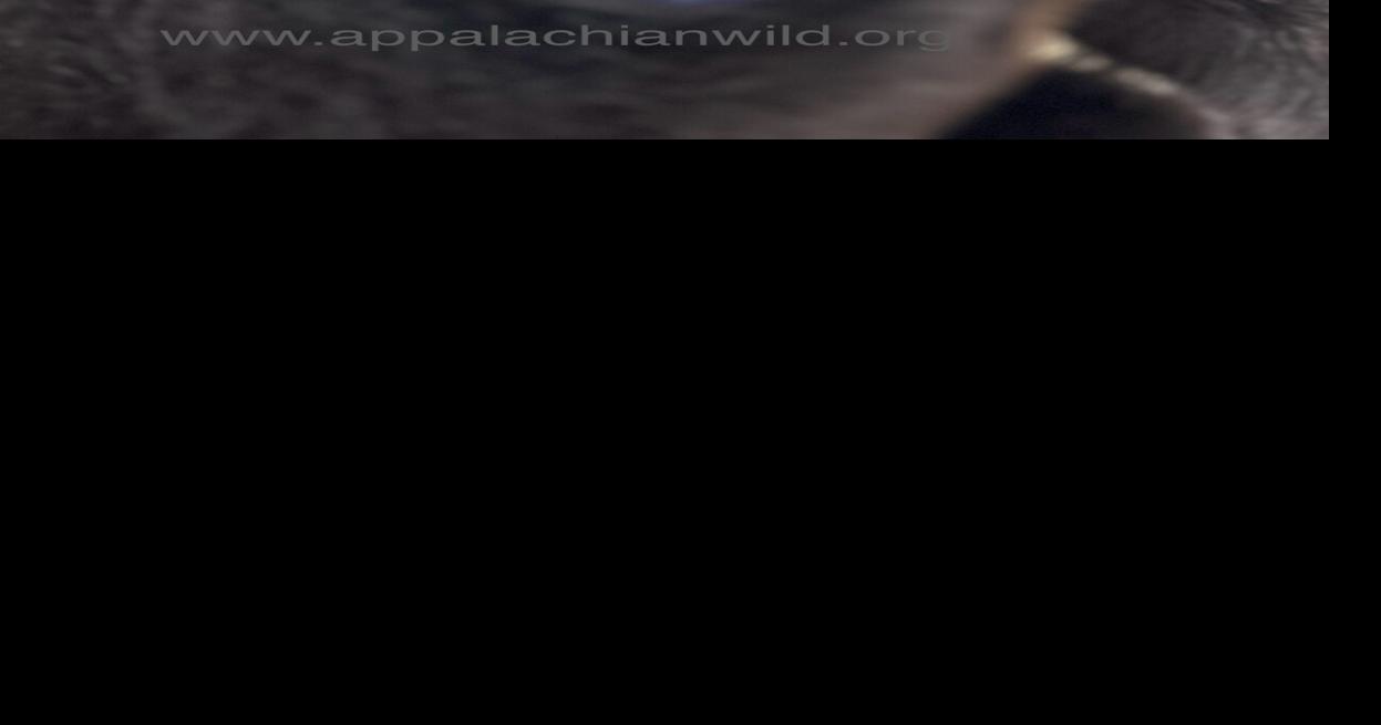 Orphaned bear cub from viral video learning to survive on its own ...