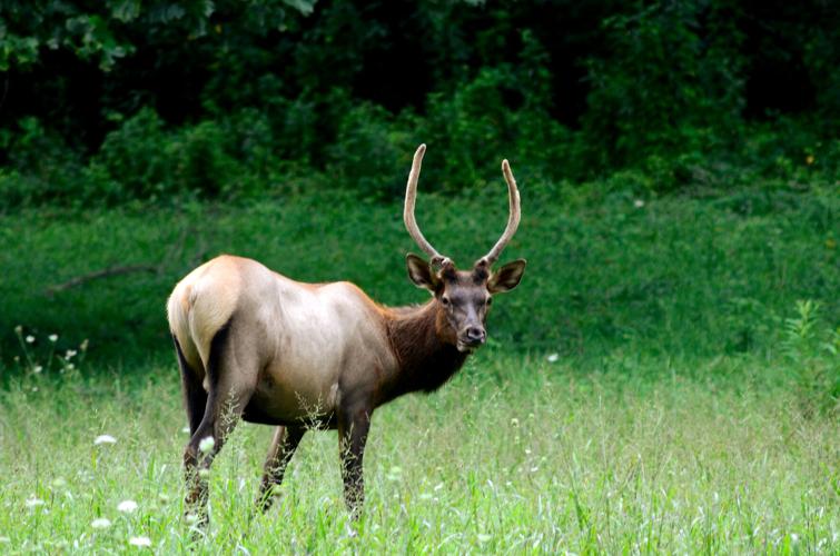 Dedicated Smokies volunteer force protects elk and people | Outdoor ...