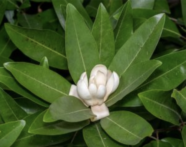 Dig The Learning Garden with a docent led tour | Outdoor ...