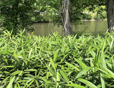 Native river cane restoration rooted in Cherokee culture and ecology | Outdoor | biltmorebeacon.com