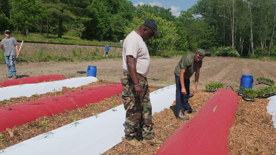 Healing Garden: Veterans Healing Farm Cultivates a Safe Place to Belong ...