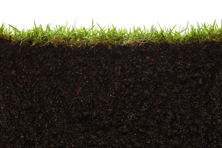 Dig into insect life underground at The World Beneath Us | Outdoor ...