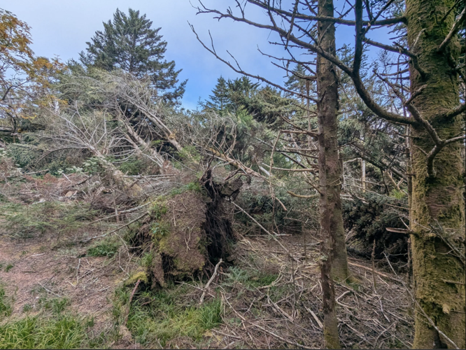 Saving nature's original Christmas trees: the highland spruce-fir ...