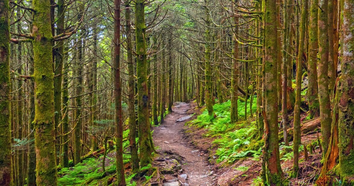 Saving nature's original Christmas trees: the highland spruce-fir ...