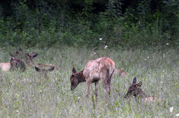 Dedicated Smokies volunteer force protects elk and people | Outdoor ...