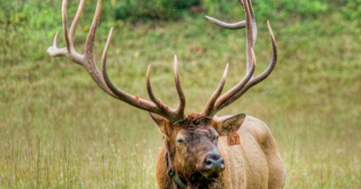 DNA study yields new estimate of Smoky Mountain elk population ...