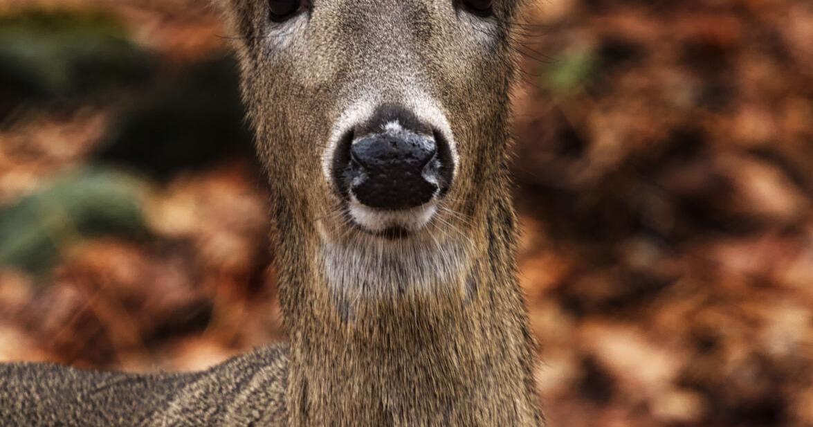 Grants to support folk school, wildlife passages, kudzu study, business ...