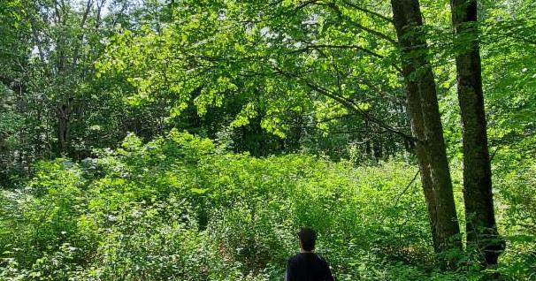 Nantahala National Forest to restore wildlife habitat, forest ...
