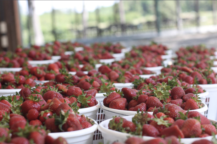 Insider's guide on where to pick your own strawberries in WNC | Food ...