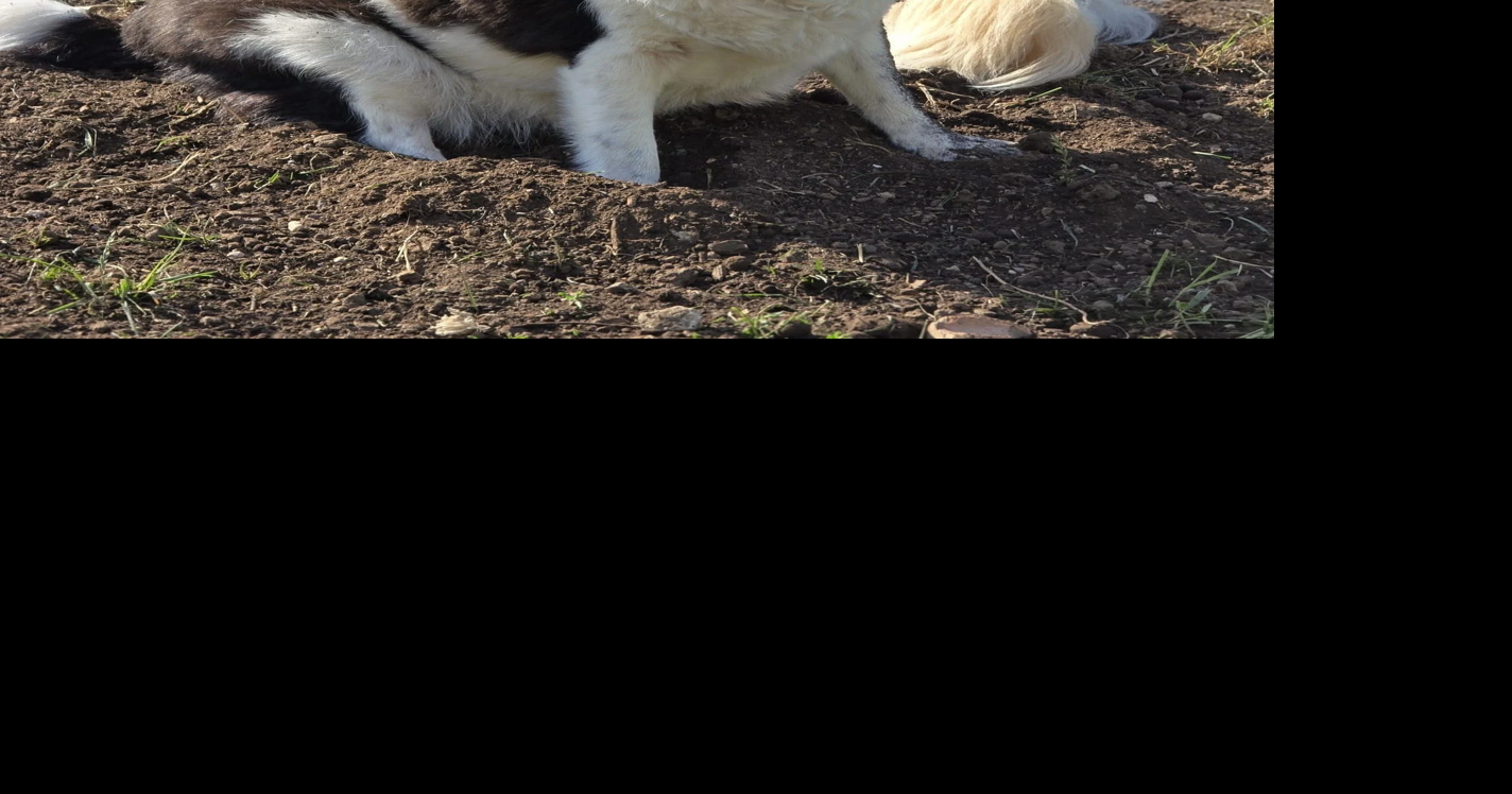 Morbidly obese dog thanks to nightly pasta sheds half his weight | Pets ...