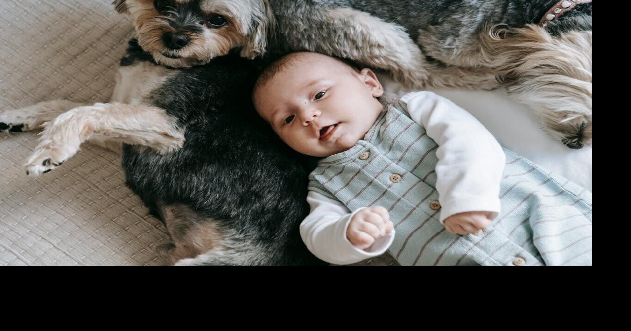 Babies who grow up around dogs less likely to develop asthma | Health ...