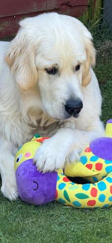 Dog rushed to vet after swallowing ceramic Christmas ornament | Pets ...