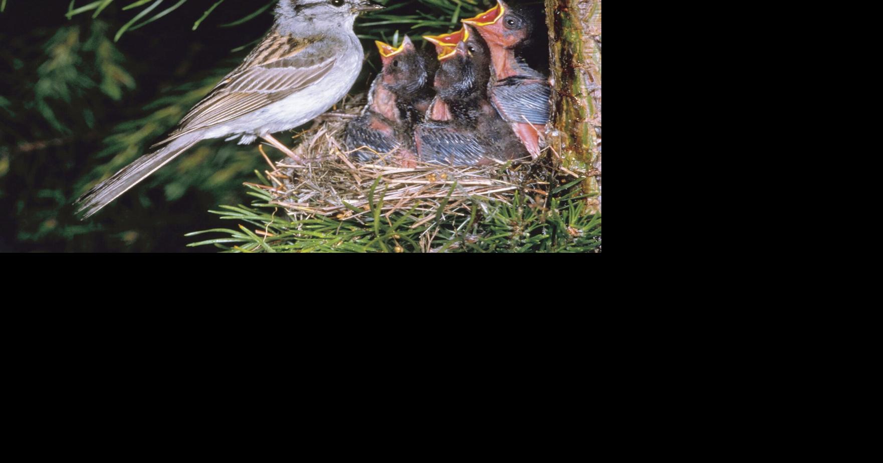 TPWD Cautions: Don’t Handle Wildlife, Especially Babies | News ...