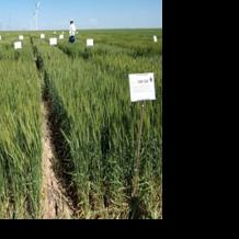 Small grains field plot tour set May 26 at Bushland | News ...