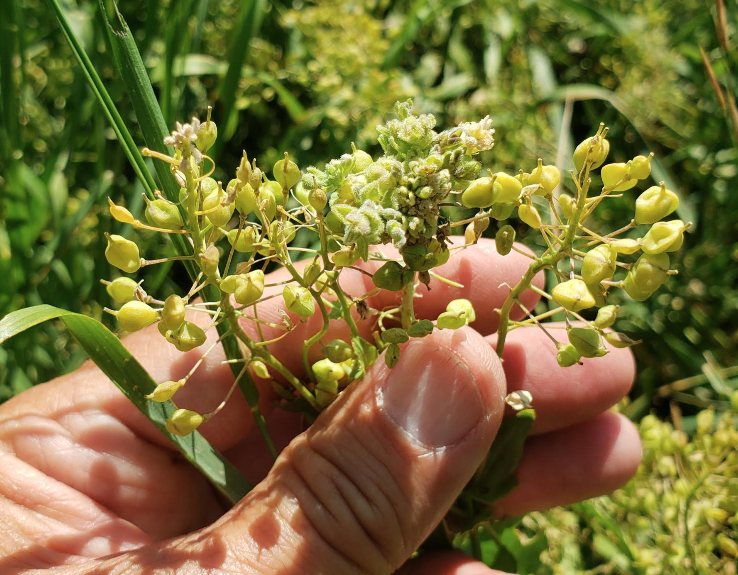 Coming soon: A natural predator for hoary cress | Features | boulder ...