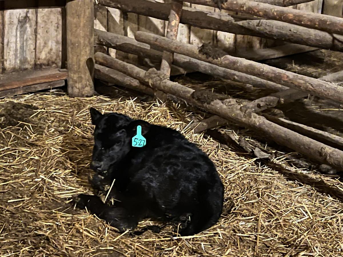 cattle ranching synonym