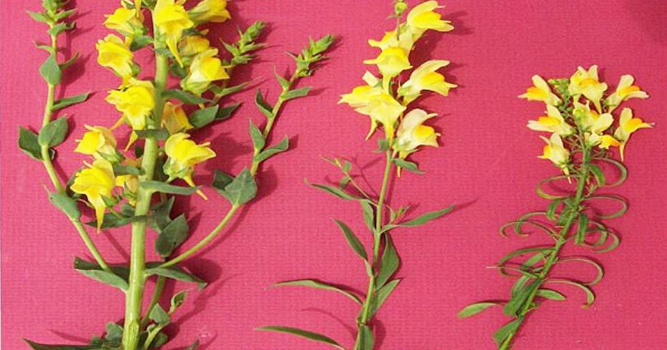 Dalmatian toadflax, yellow toadflax and their hybrids | News | boulder ...