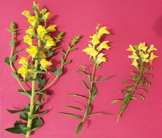 Dalmatian toadflax, yellow toadflax and their hybrids | News | boulder ...