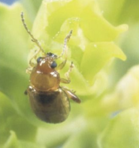 Controlling a notorious noxious weed | Features | boulder-monitor.com