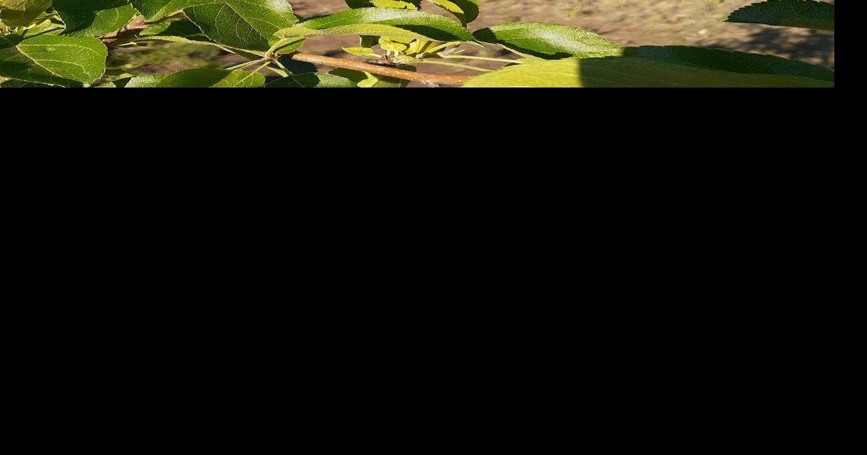 When really bad weather happens to good fruit trees | Features ...