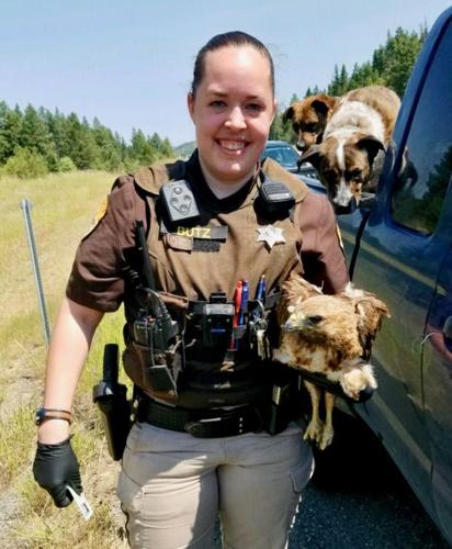 Deputies relay injured raptor to Bozeman rehabbers | News | boulder ...